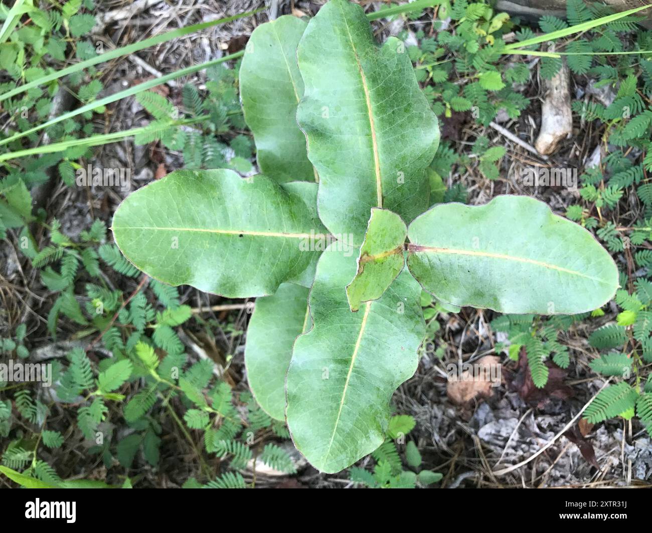 clasping milkweed (Asclepias amplexicaulis) Plantae Stock Photo - Alamy