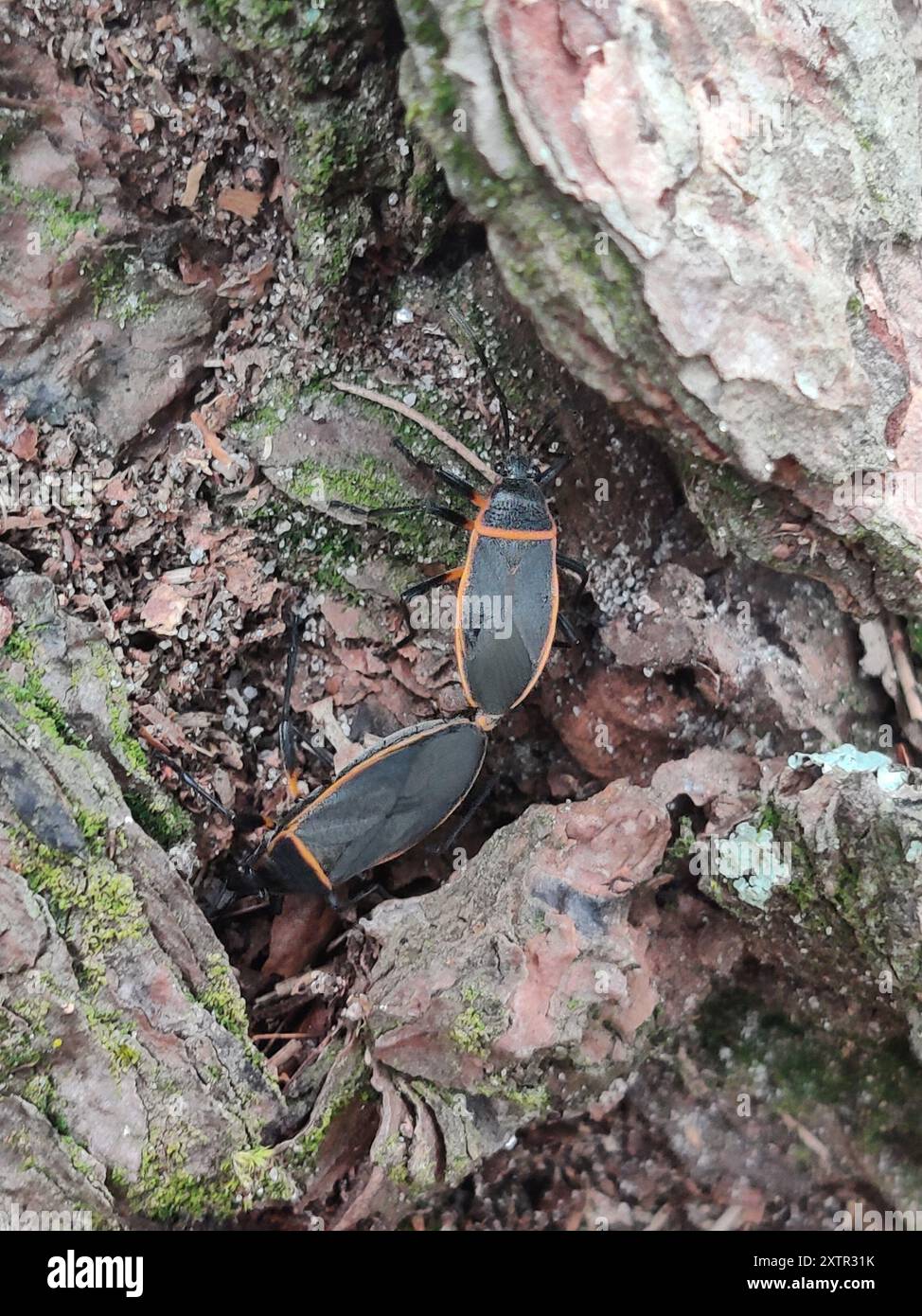 Eastern Bordered Plant Bug (Largus succinctus) Insecta Stock Photo - Alamy