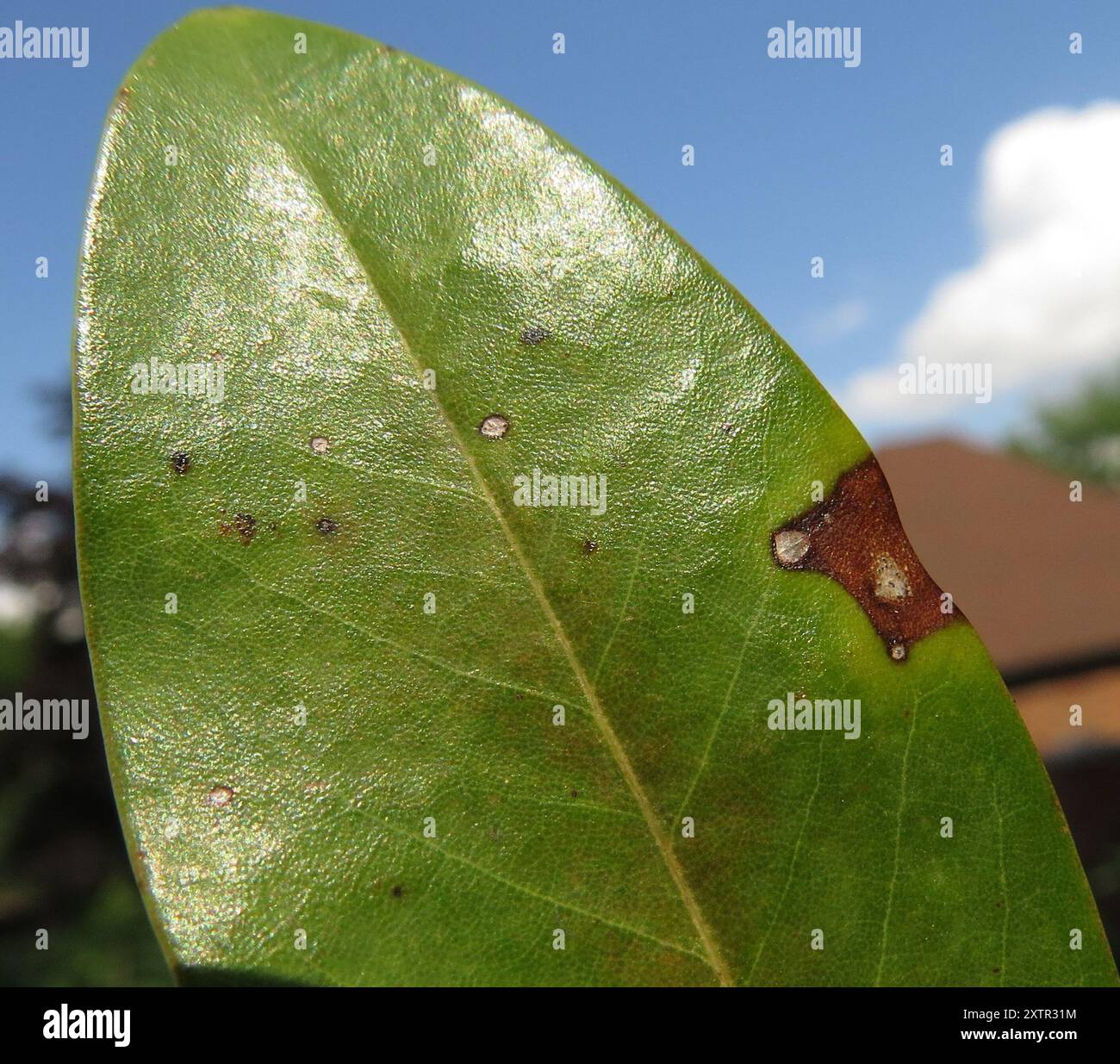 magnolia leaf spot (Phyllosticta magnoliae) Fungi Stock Photo - Alamy
