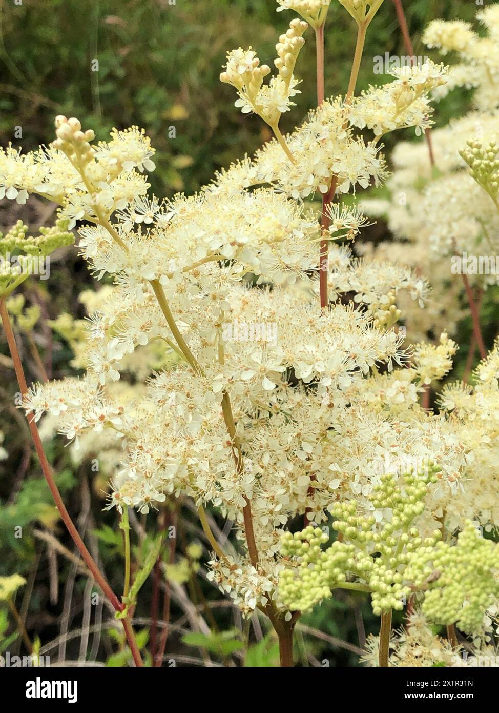 Meadowsweet (Filipendula ulmaria) Plantae Stock Photo - Alamy