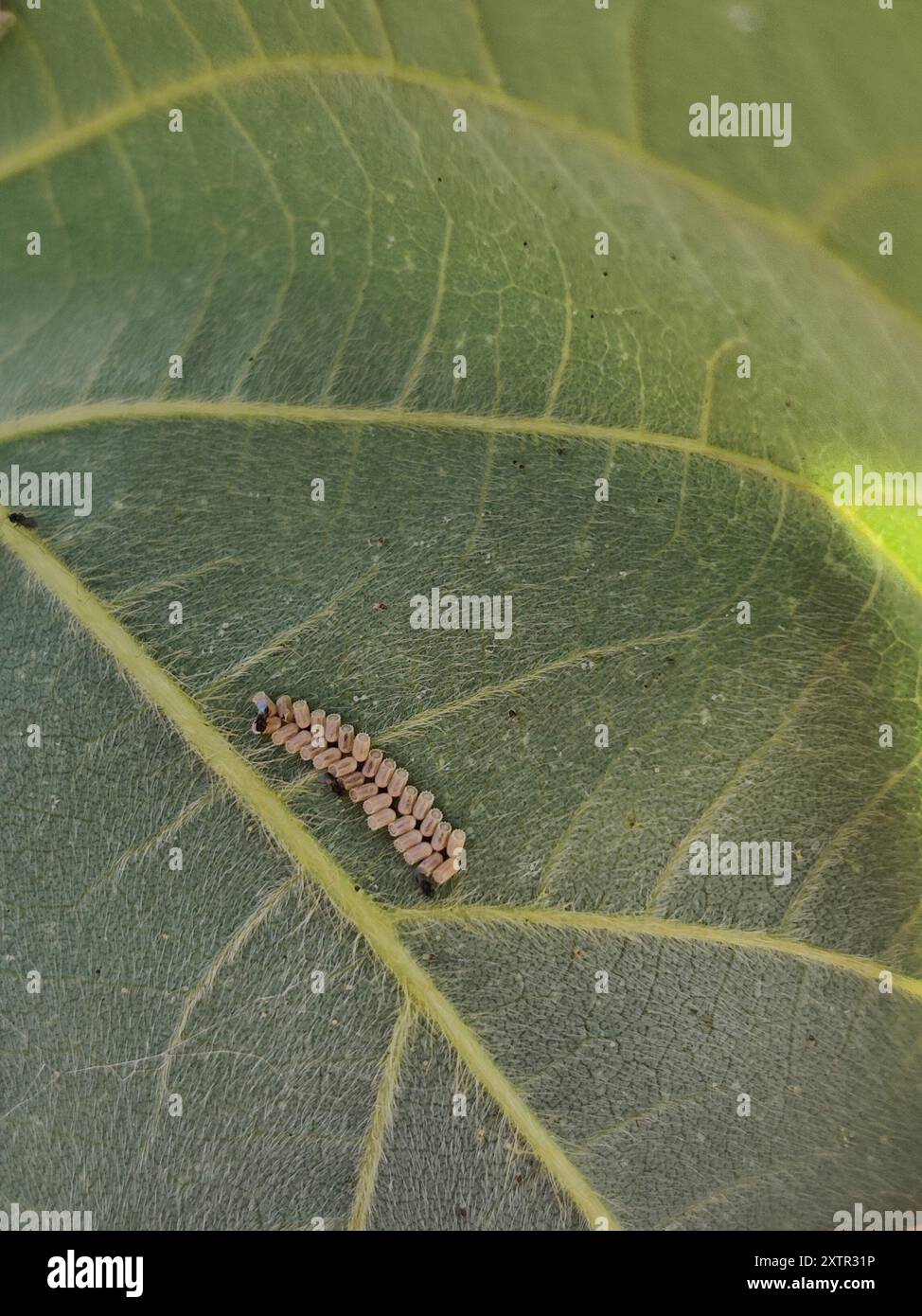 Kudzu Bug (Megacopta cribraria) Insecta Stock Photo - Alamy