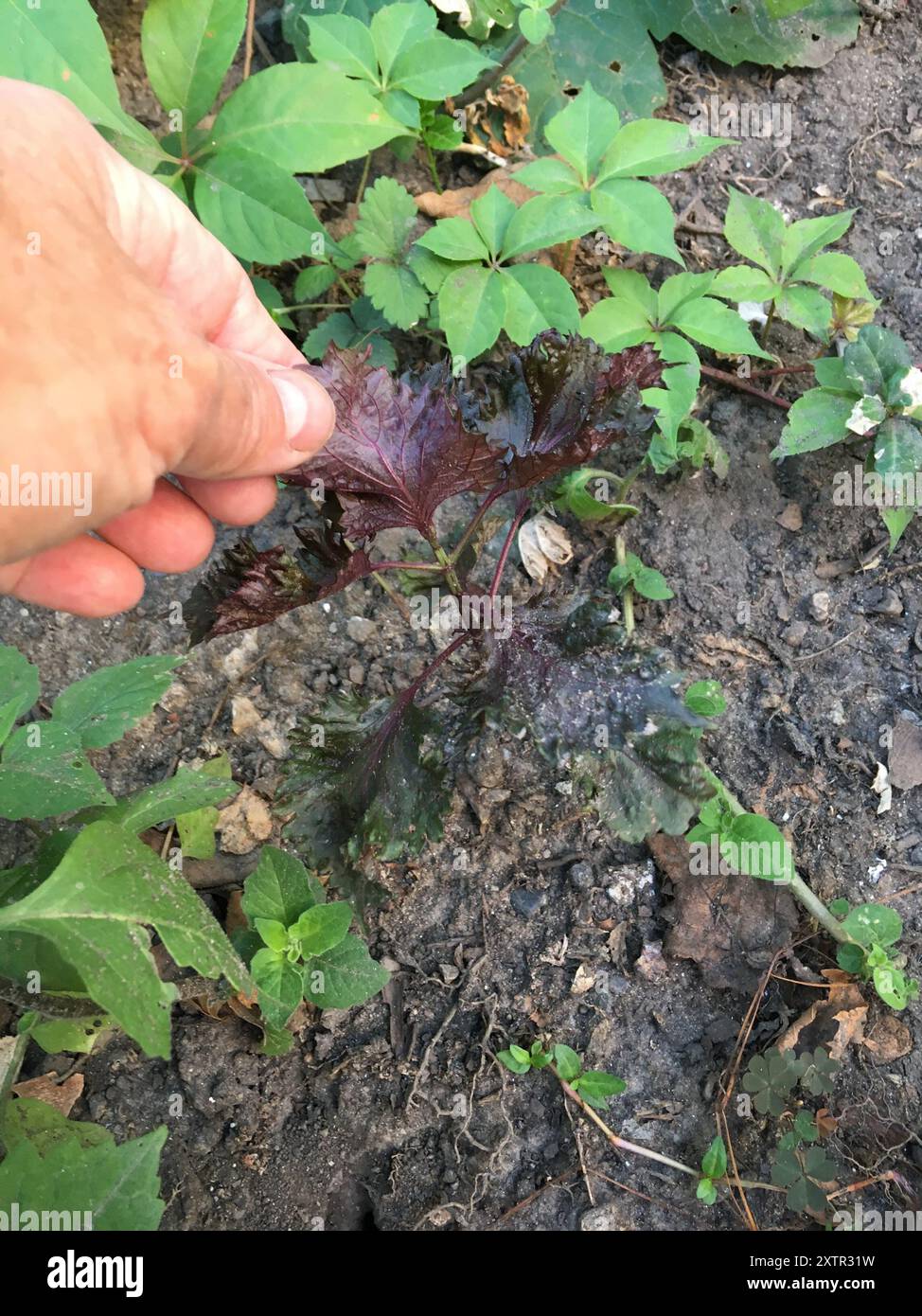 beefsteak plant (Perilla frutescens) Plantae Stock Photo - Alamy
