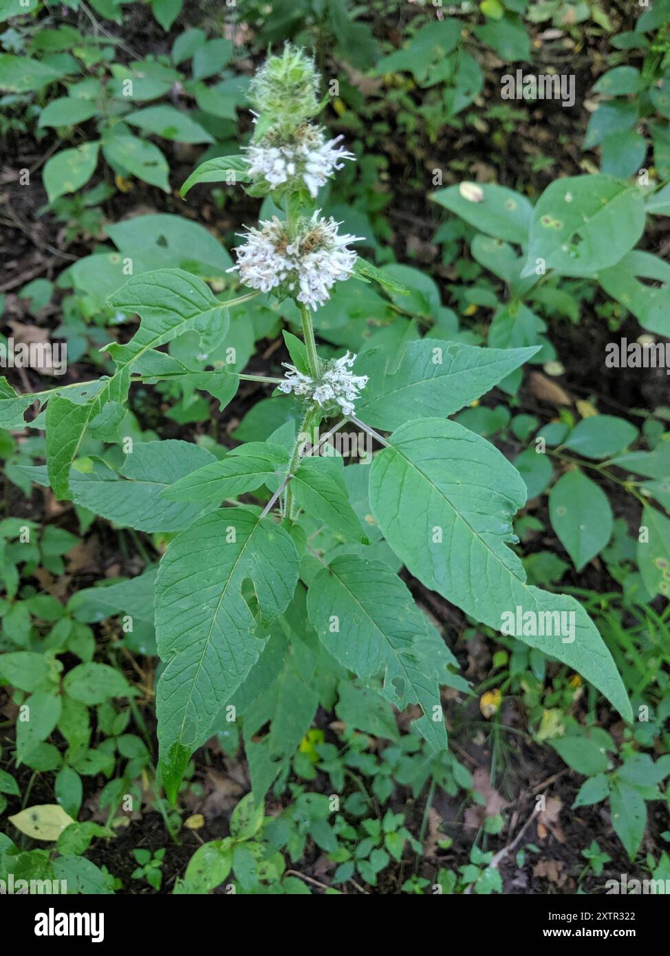 Hairy Wood Mint (Blephilia hirsuta) Plantae Stock Photo - Alamy