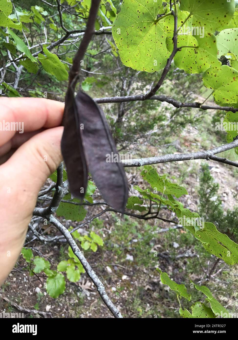 Texas redbud (Cercis canadensis texensis) Plantae Stock Photo - Alamy