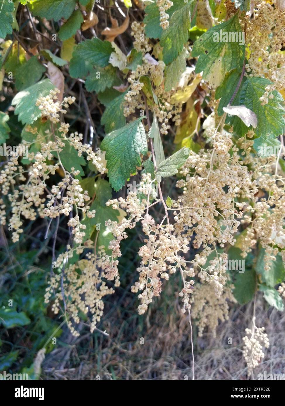 Ocean spray (Holodiscus discolor) Plantae Stock Photo - Alamy