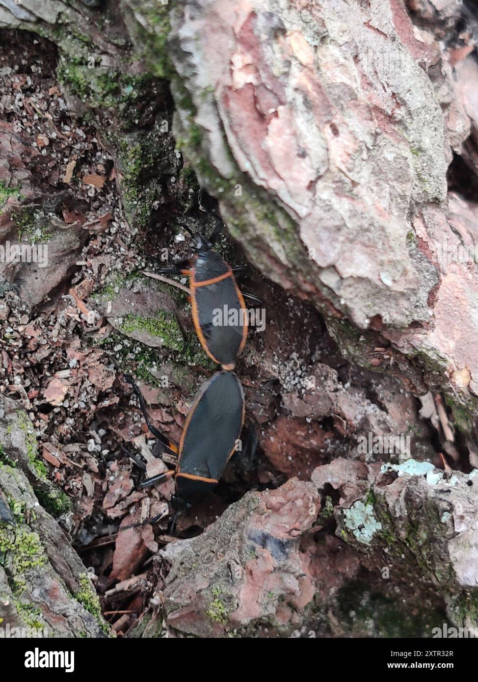 Eastern Bordered Plant Bug (Largus succinctus) Insecta Stock Photo - Alamy