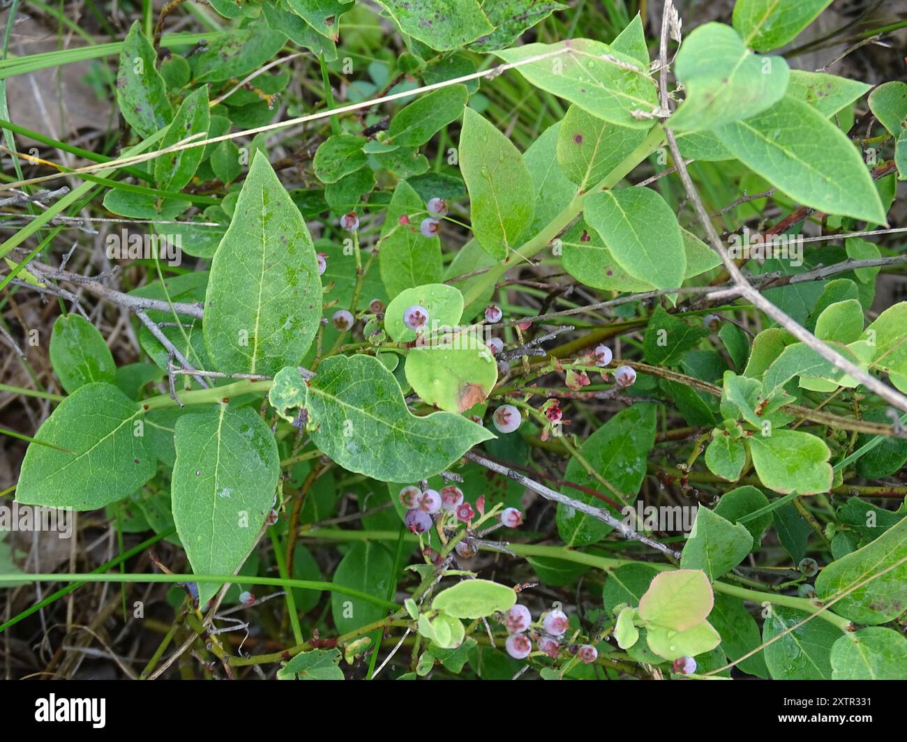 Early Lowbush Blueberry (Vaccinium pallidum) Plantae Stock Photo - Alamy