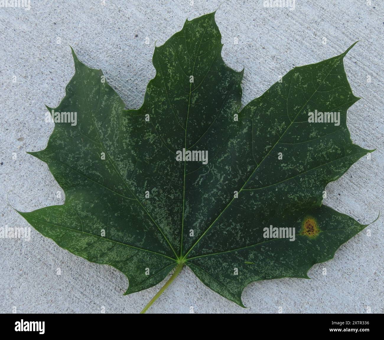 Alebra hi-res stock photography and images - Alamy