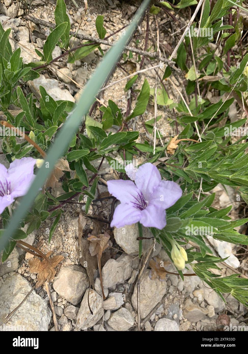 hairy ruellia (Ruellia humilis) Plantae Stock Photo - Alamy
