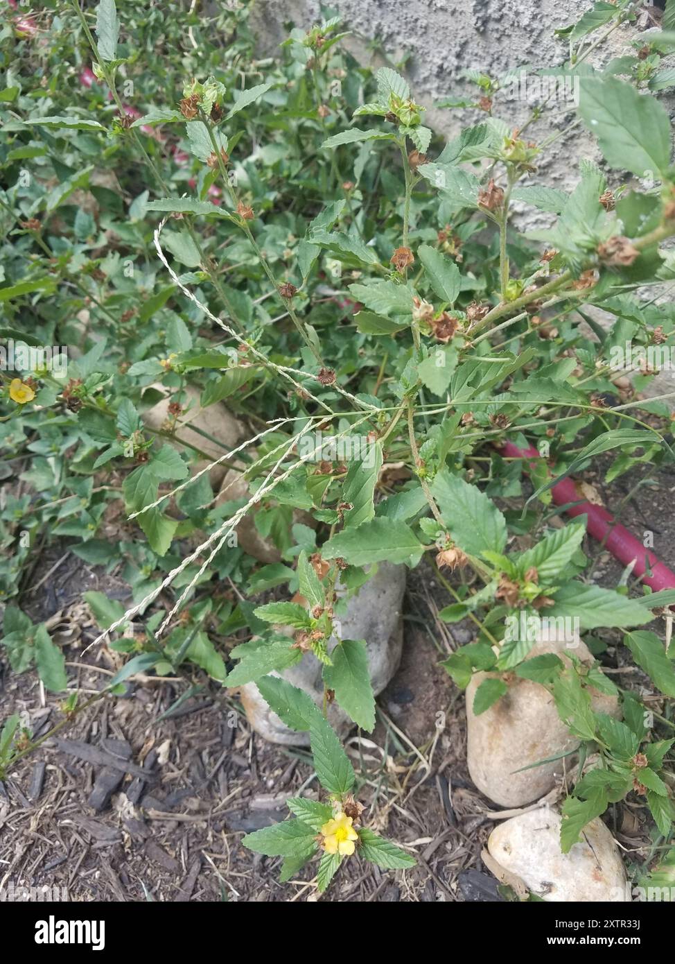 three-lobe false mallow (Malvastrum coromandelianum) Plantae Stock ...