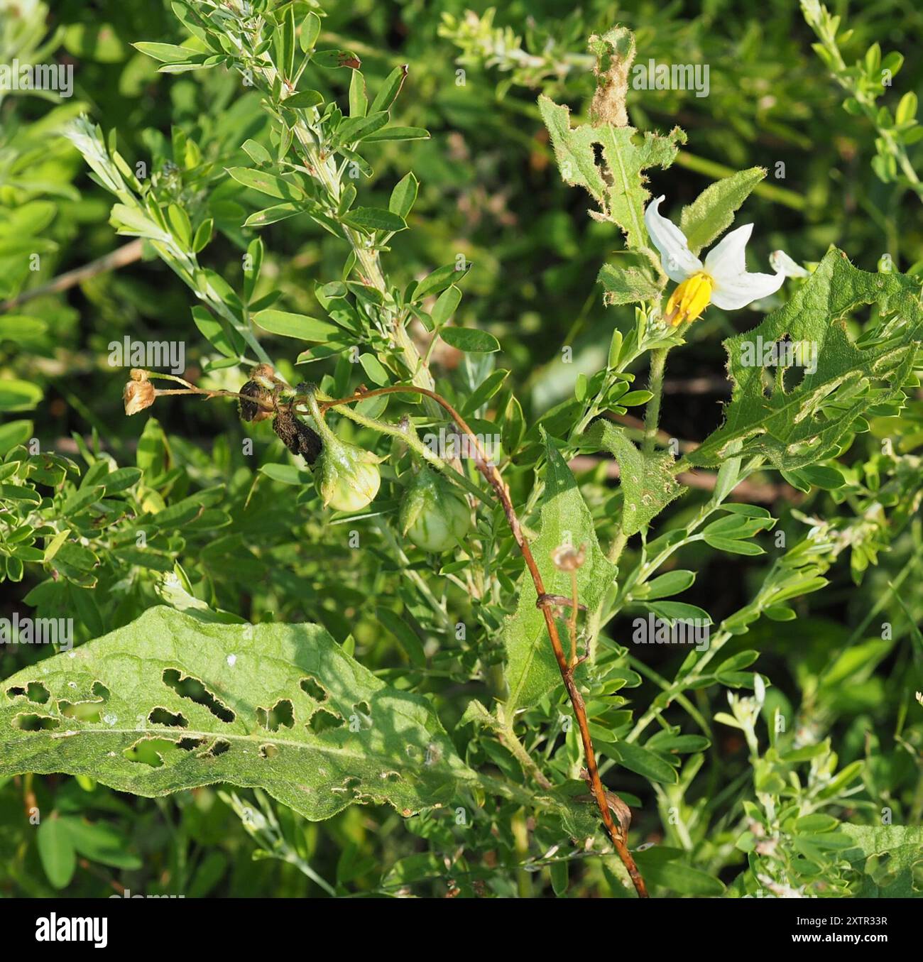 Carolina horsenettle (Solanum carolinense) Plantae Stock Photo - Alamy