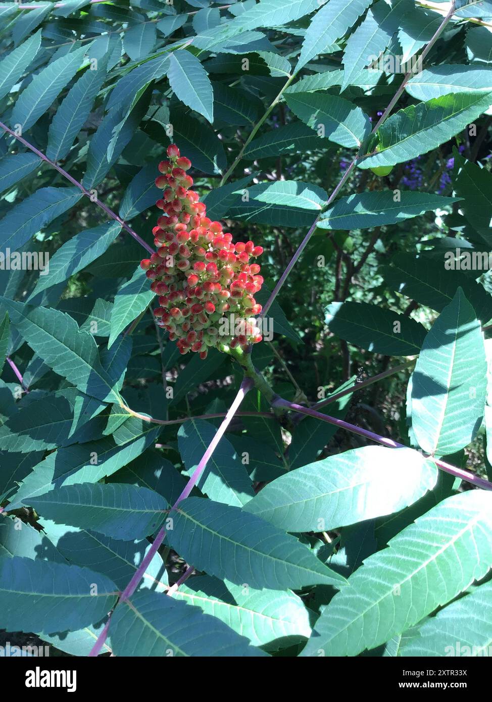 smooth sumac (Rhus glabra) Plantae Stock Photo - Alamy