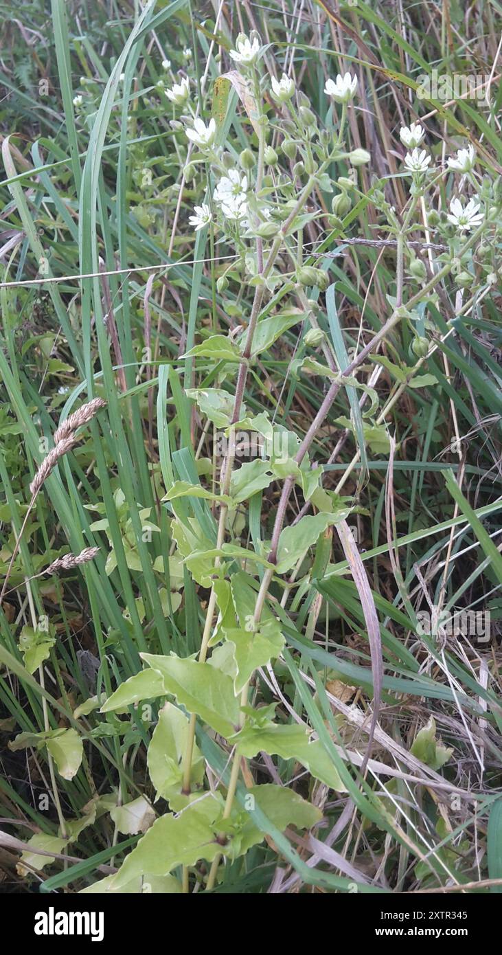 Water Chickweed (Stellaria aquatica) Plantae Stock Photo - Alamy