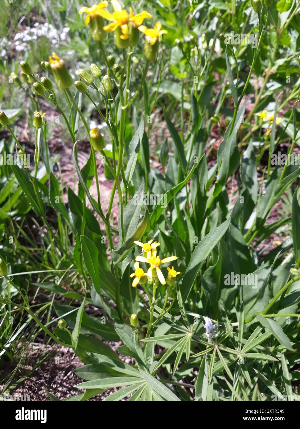 Arrowleaf Senecio (Senecio triangularis) Plantae Stock Photo - Alamy