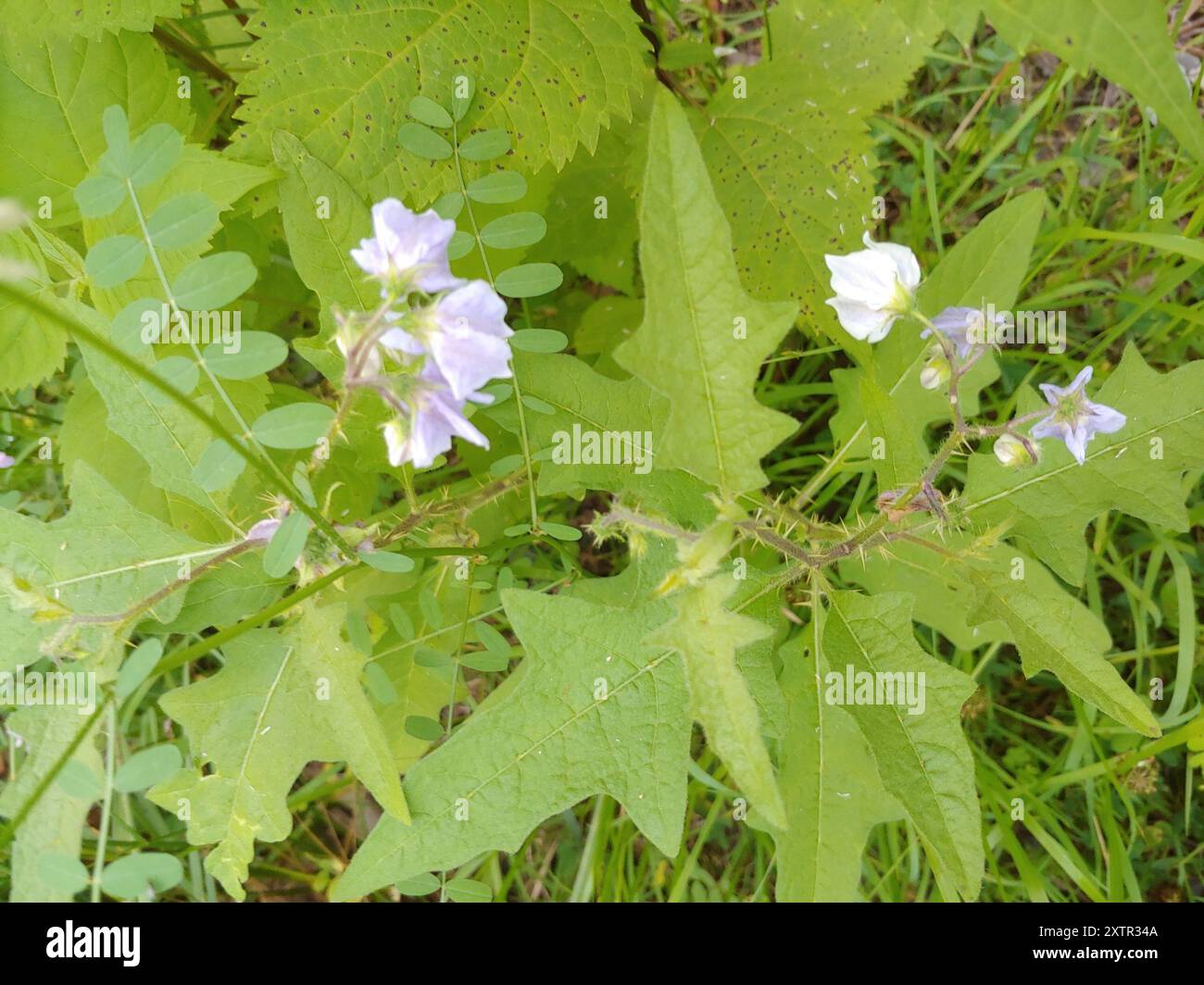Carolina horsenettle (Solanum carolinense) Plantae Stock Photo - Alamy