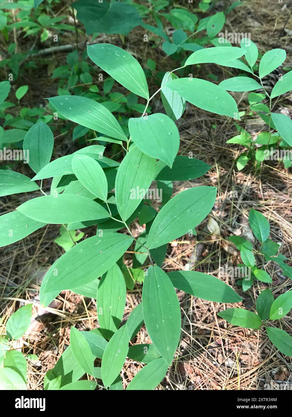 monocots (Liliopsida) Plantae Stock Photo - Alamy