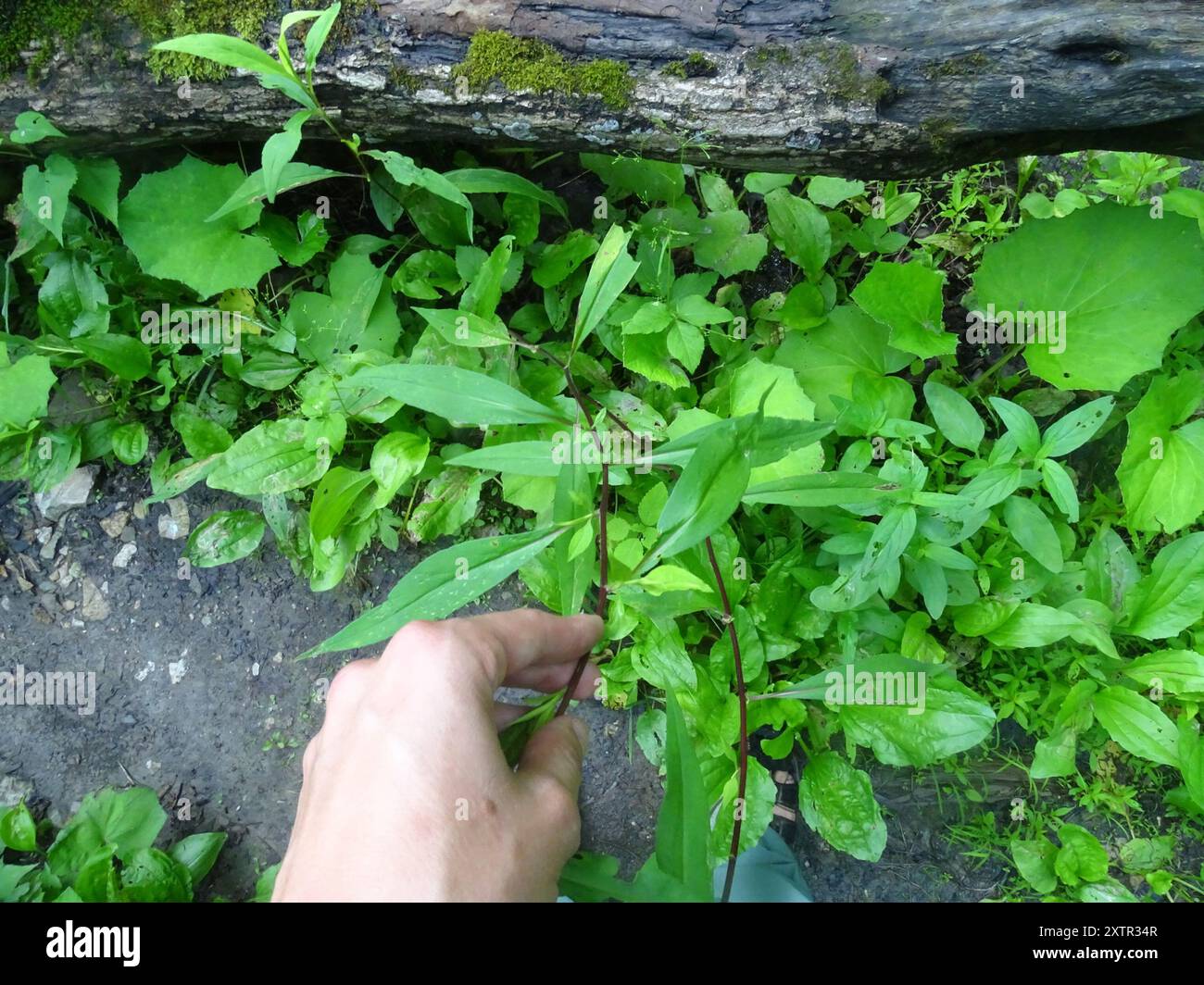 asters and allies (Astereae) Plantae Stock Photo - Alamy