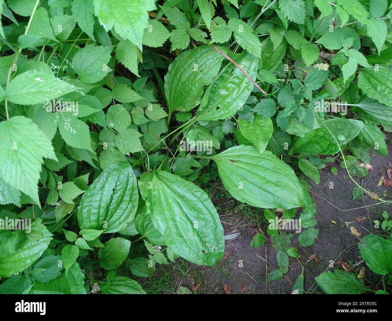 American plantain (Plantago rugelii) Plantae Stock Photo - Alamy