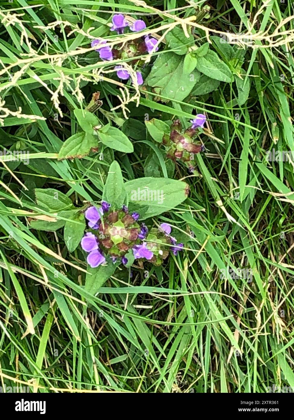 common selfheal (Prunella vulgaris) Plantae Stock Photo - Alamy