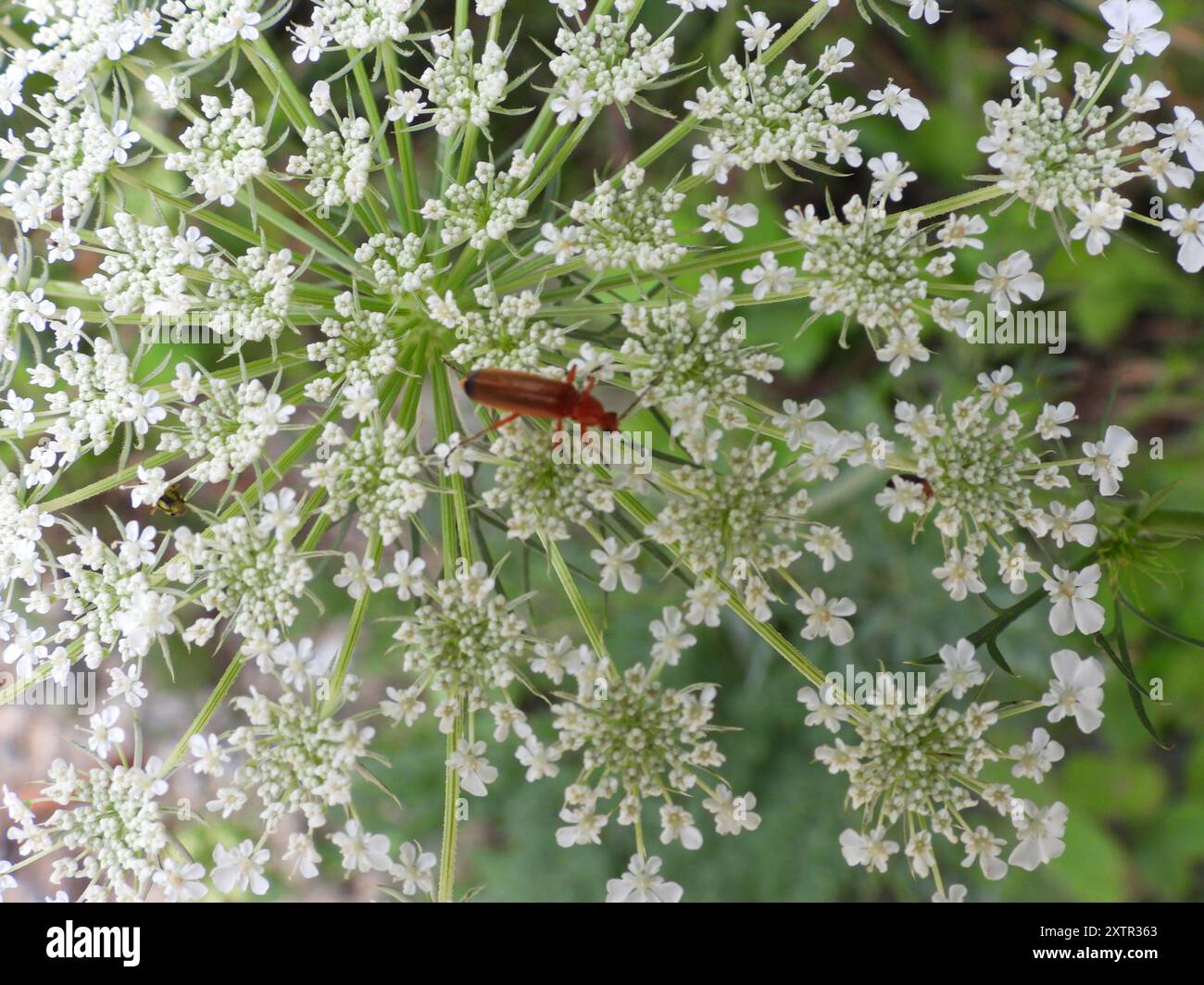 wild carrot (Daucus carota) Plantae Stock Photo - Alamy