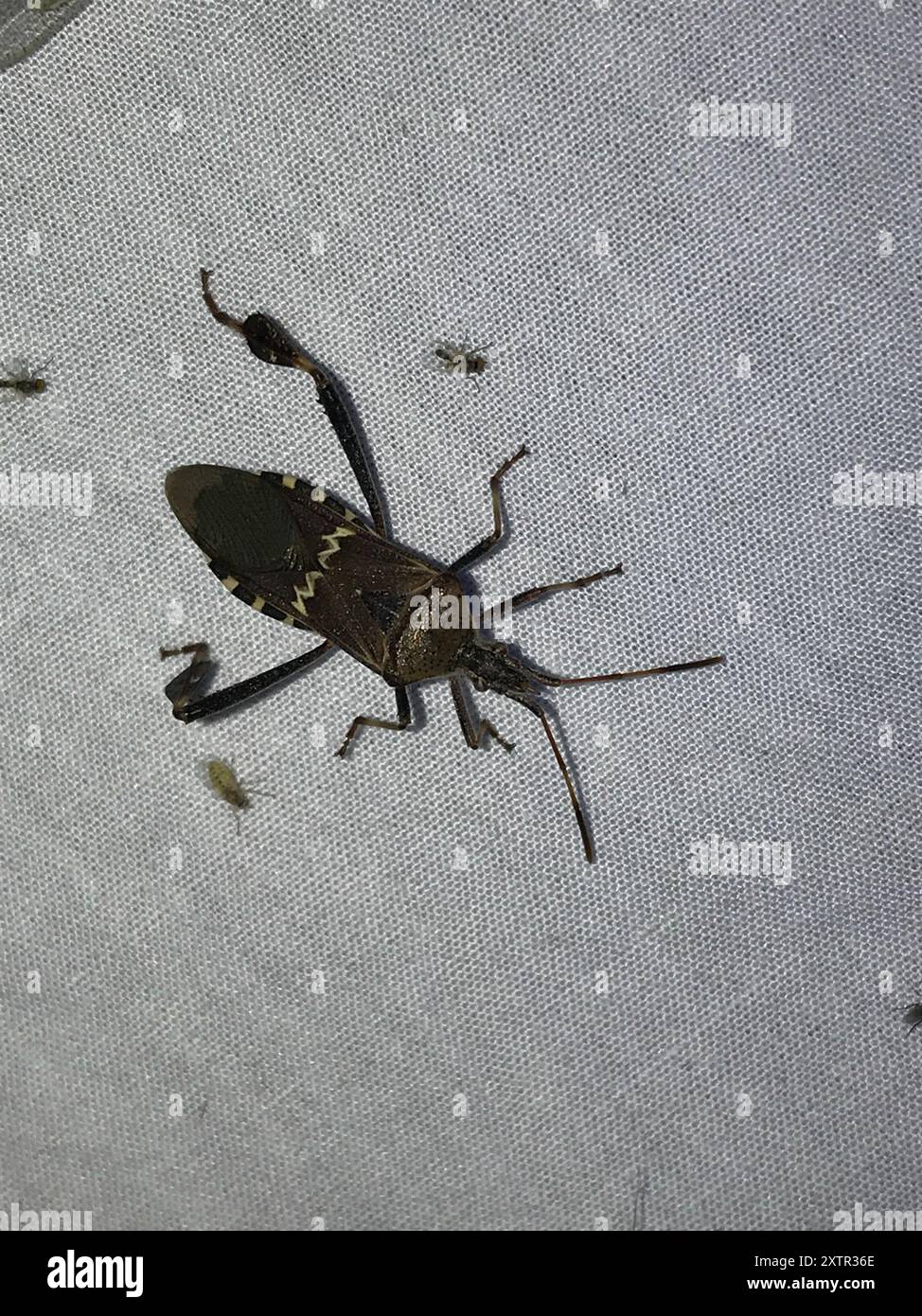 Western Leaf-footed Bug (Leptoglossus clypealis) Insecta Stock Photo ...