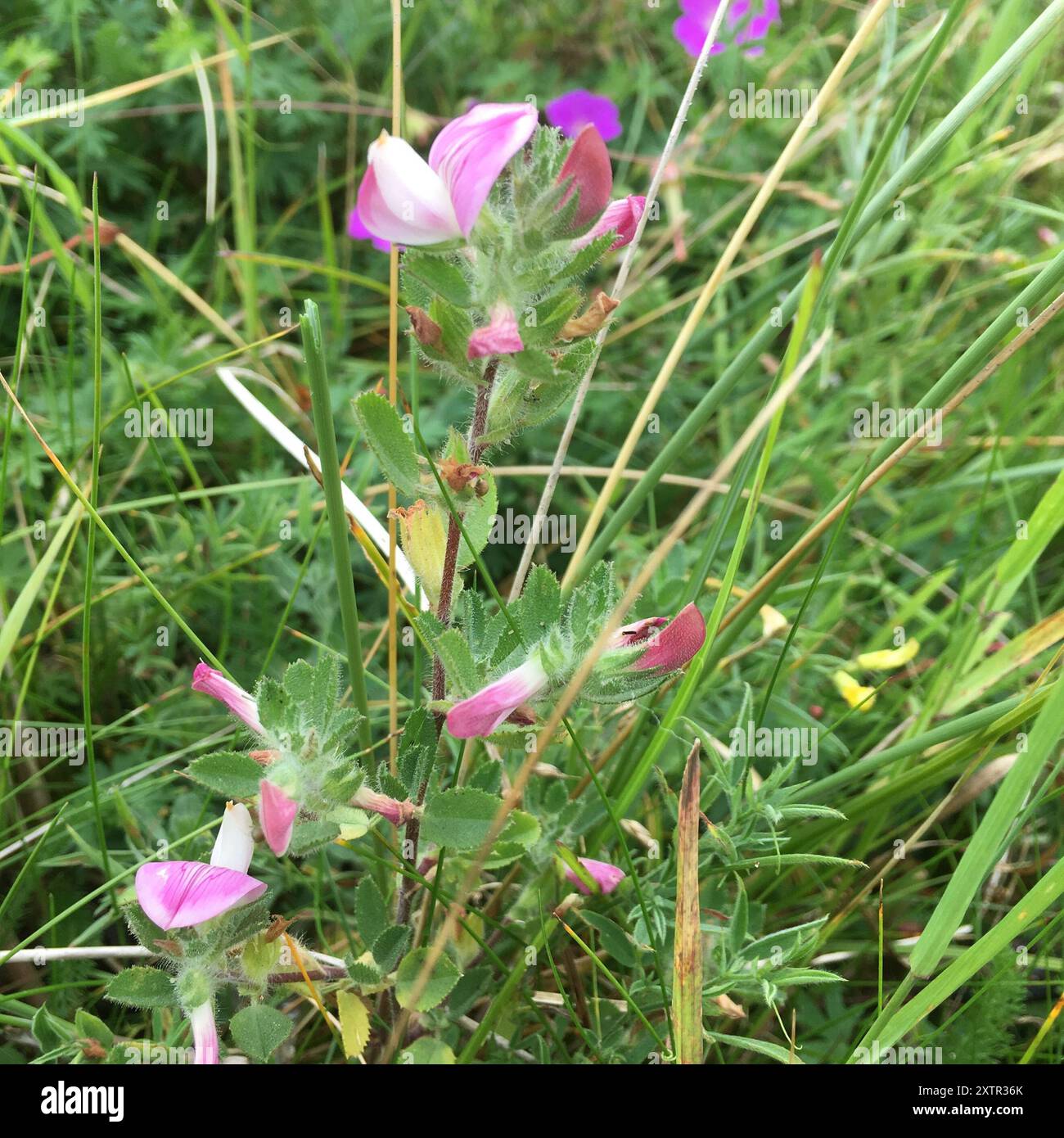 common restharrow (Ononis spinosa procurrens) Plantae Stock Photo - Alamy