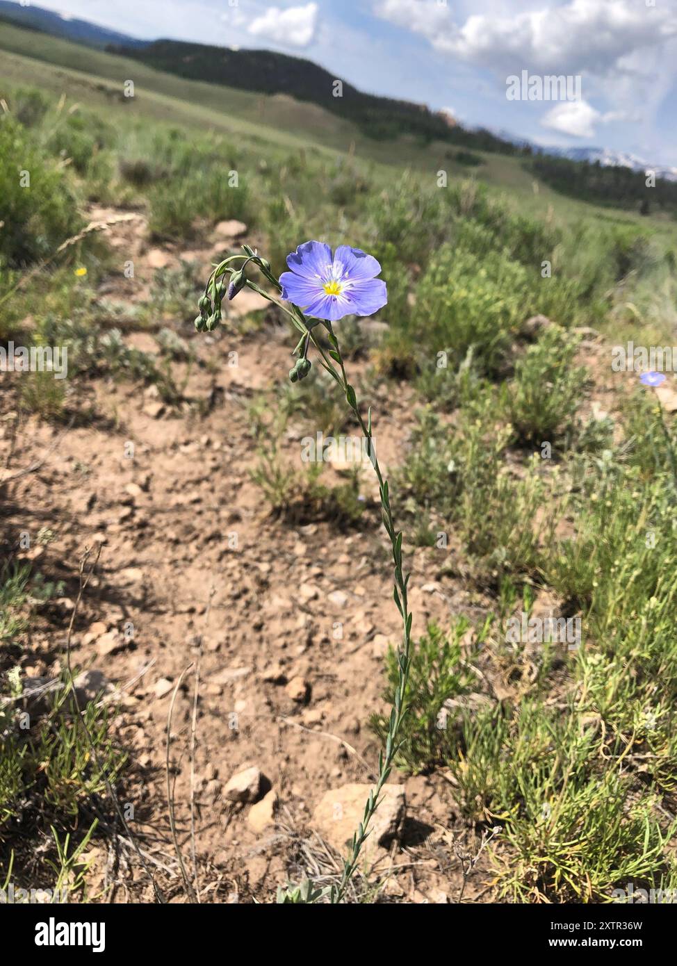 Lewis flax (Linum lewisii) Plantae Stock Photo - Alamy