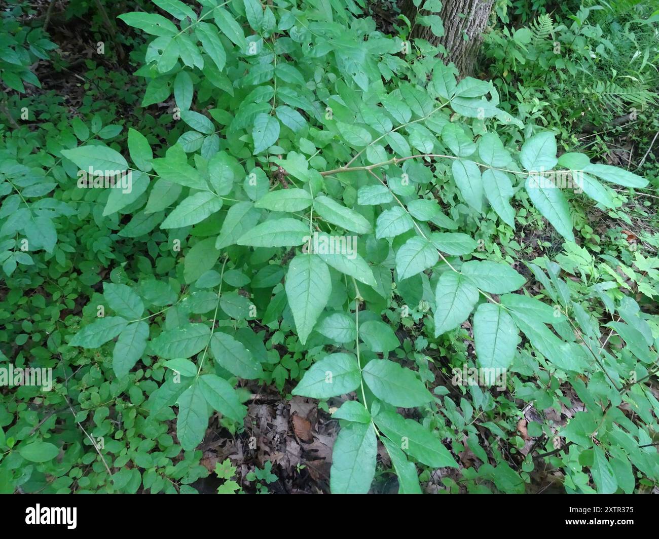 common prickly ash (Zanthoxylum americanum) Plantae Stock Photo - Alamy