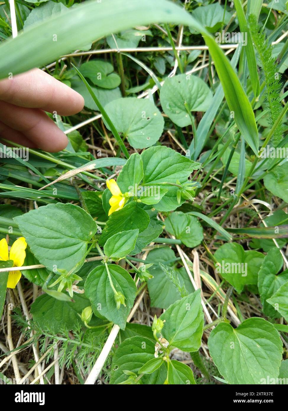 stream violet (Viola glabella) Plantae Stock Photo - Alamy