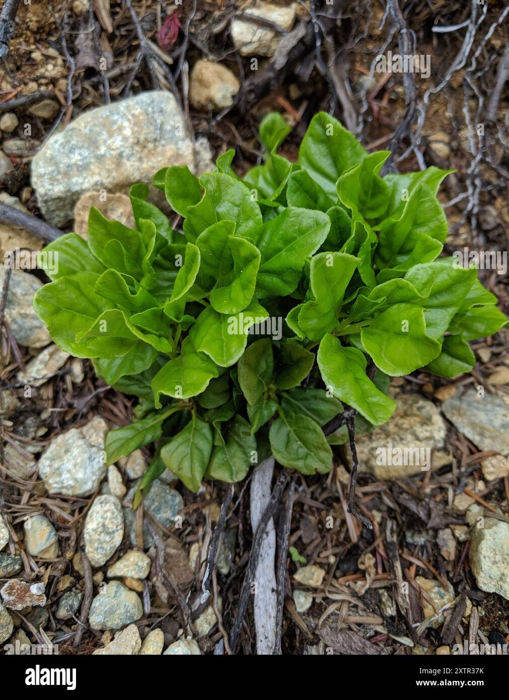one-sided wintergreen (Orthilia secunda) Plantae Stock Photo - Alamy