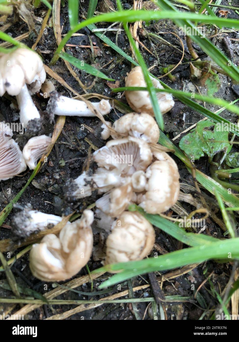 Pale Brittlestem (Candolleomyces candolleanus) Fungi Stock Photo - Alamy