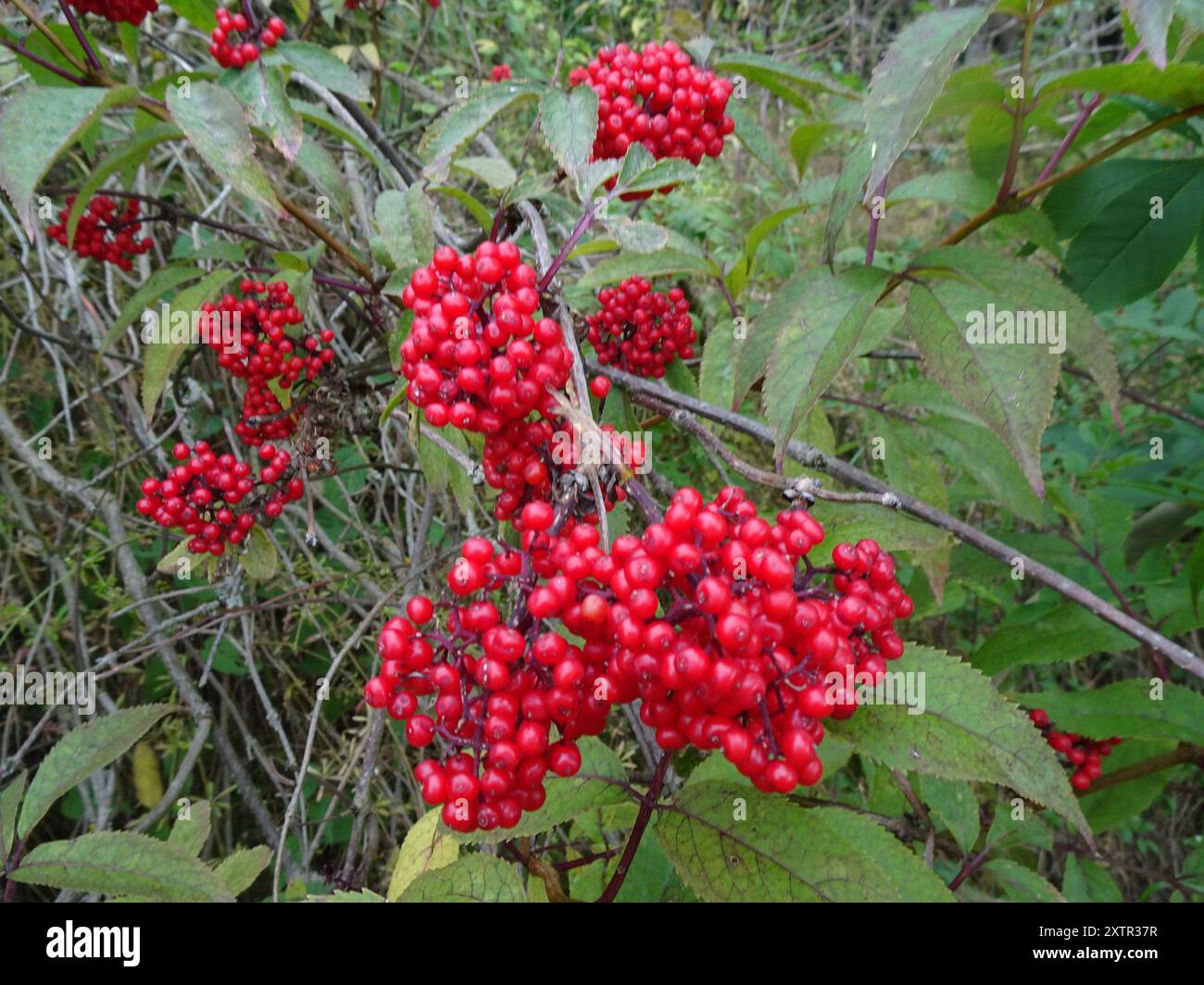 red-berried elder (Sambucus racemosa) Plantae Stock Photo - Alamy