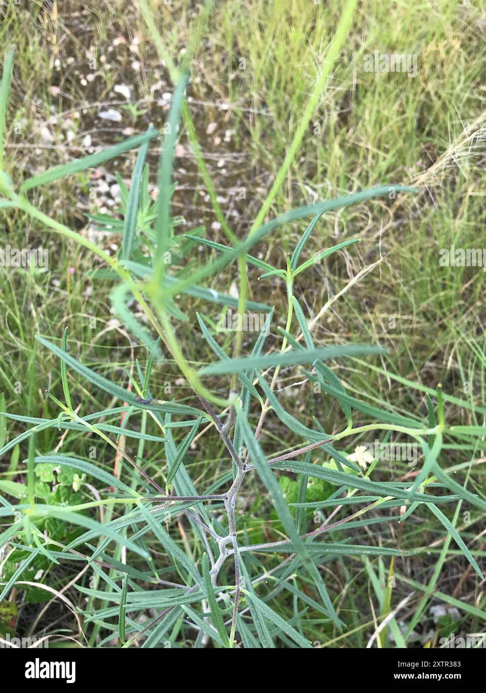 Small Palafox (Palafoxia callosa) Plantae Stock Photo - Alamy