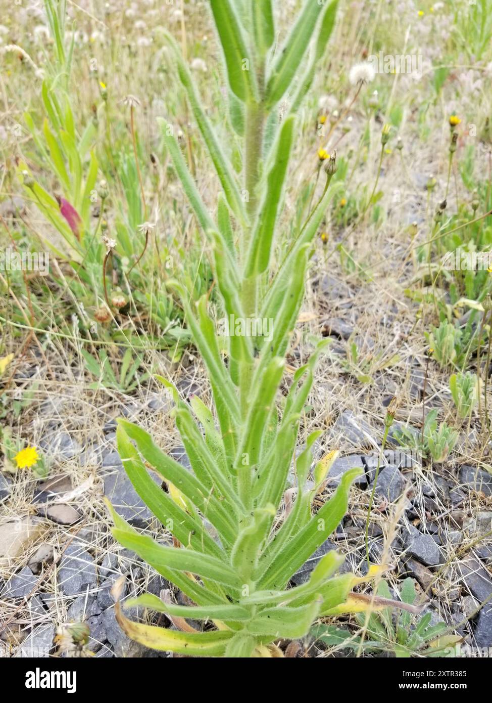 grassy tarweed (Madia gracilis) Plantae Stock Photo - Alamy