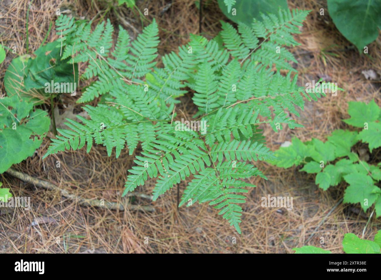 common bracken (Pteridium aquilinum) Plantae Stock Photo - Alamy