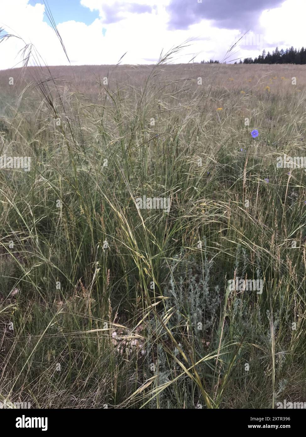 Needle-and-thread Grass (Hesperostipa comata) Plantae Stock Photo - Alamy