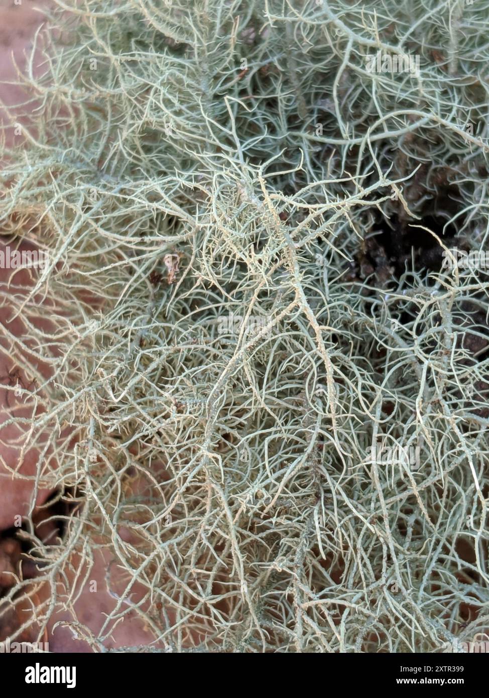 beard lichens (Usnea) Fungi Stock Photo - Alamy
