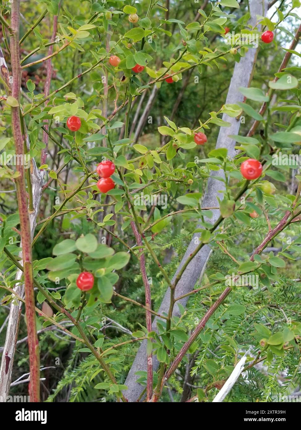 Red Huckleberry (Vaccinium parvifolium) Plantae Stock Photo - Alamy