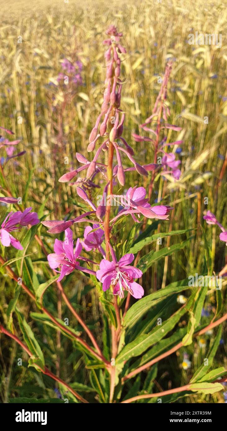 fireweed (Chamaenerion angustifolium) Plantae Stock Photo - Alamy