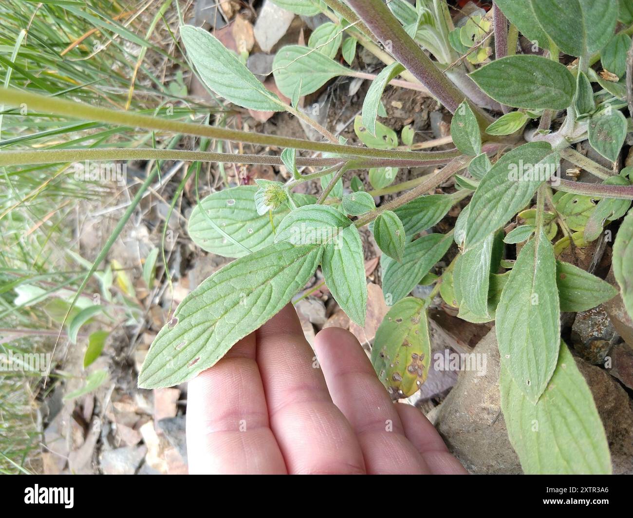 Scorpionweeds (Phacelia) Plantae Stock Photo - Alamy