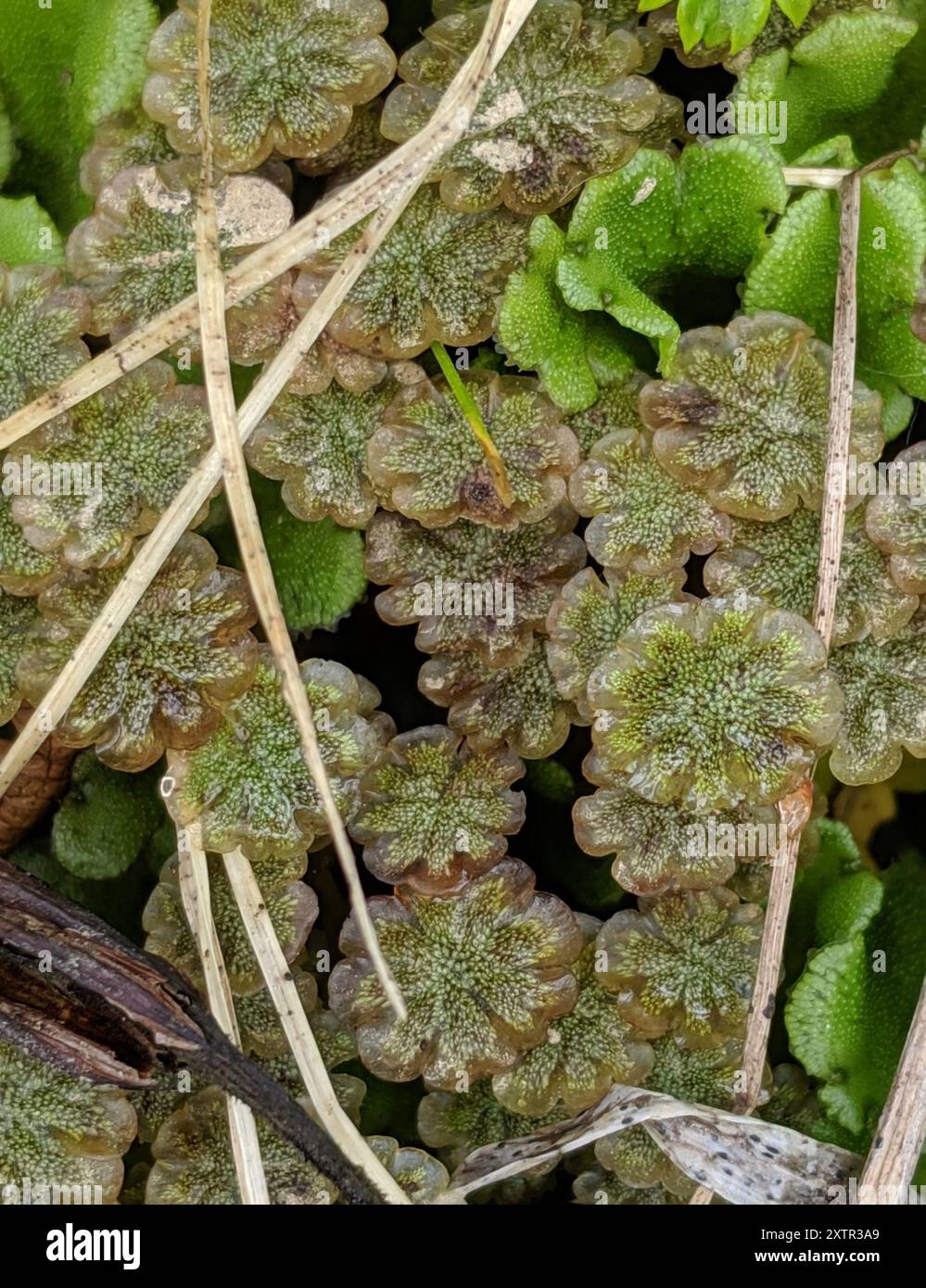 Common Liverwort (Marchantia polymorpha) Plantae Stock Photo - Alamy