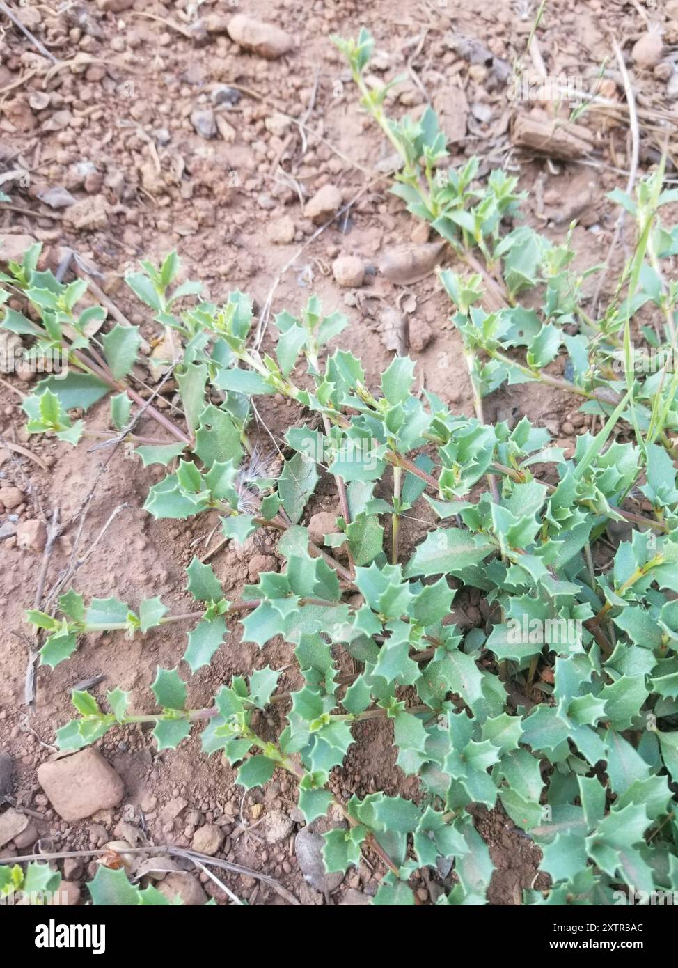 Mahala mat (Ceanothus prostratus) Plantae Stock Photo - Alamy