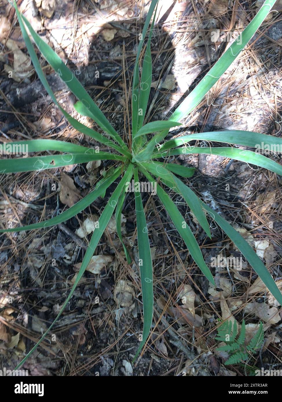 common yucca (Yucca filamentosa) Plantae Stock Photo - Alamy