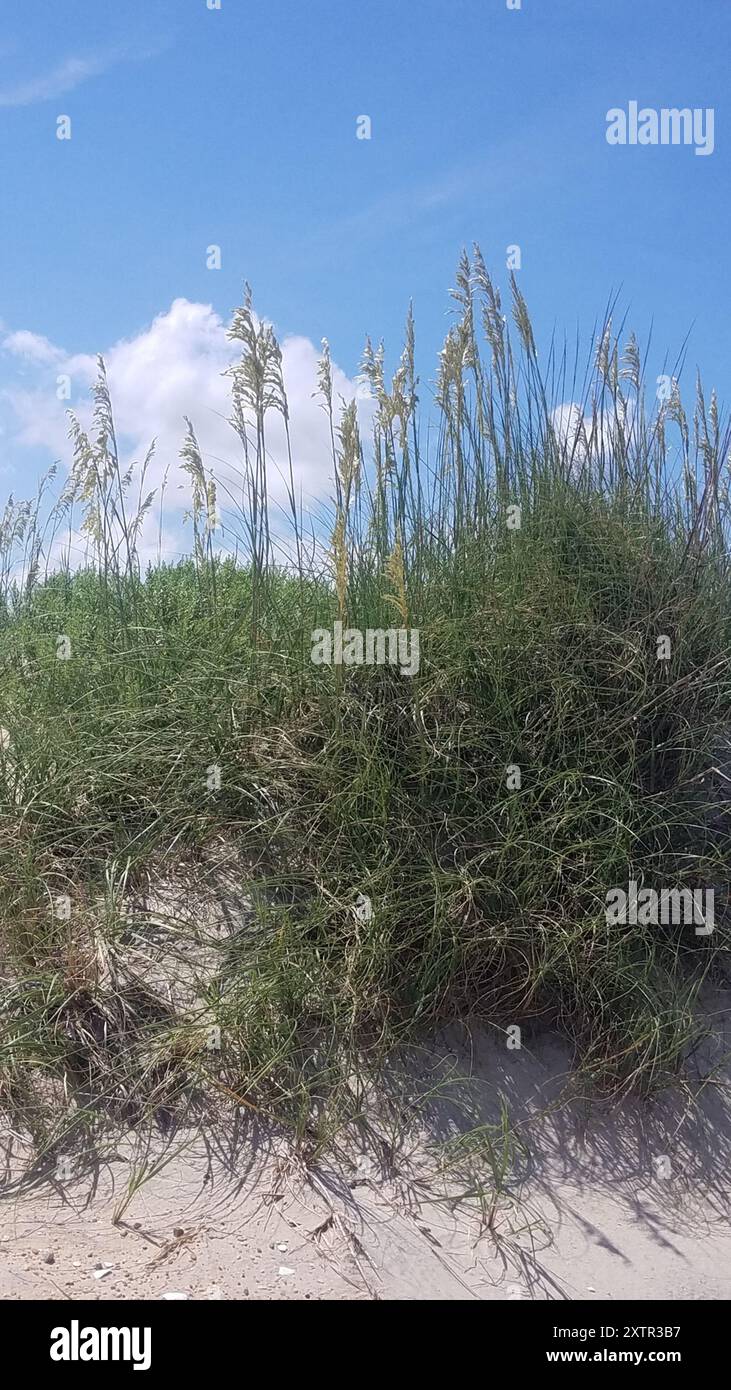 sea oats (Uniola paniculata) Plantae Stock Photo - Alamy