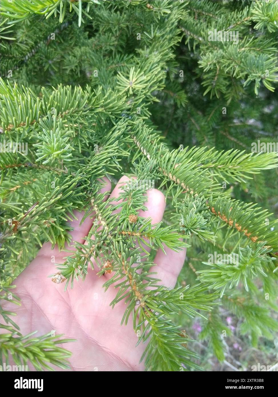 Engelmann spruce (Picea engelmannii) Plantae Stock Photo - Alamy