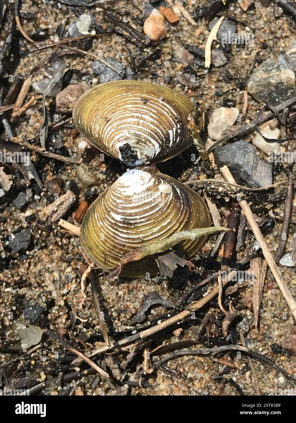 Asian Clam (Corbicula fluminea) Mollusca Stock Photo - Alamy