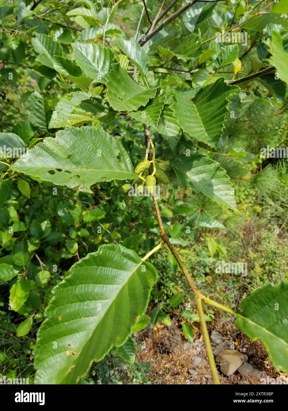Red Alder (Alnus rubra) Plantae Stock Photo - Alamy