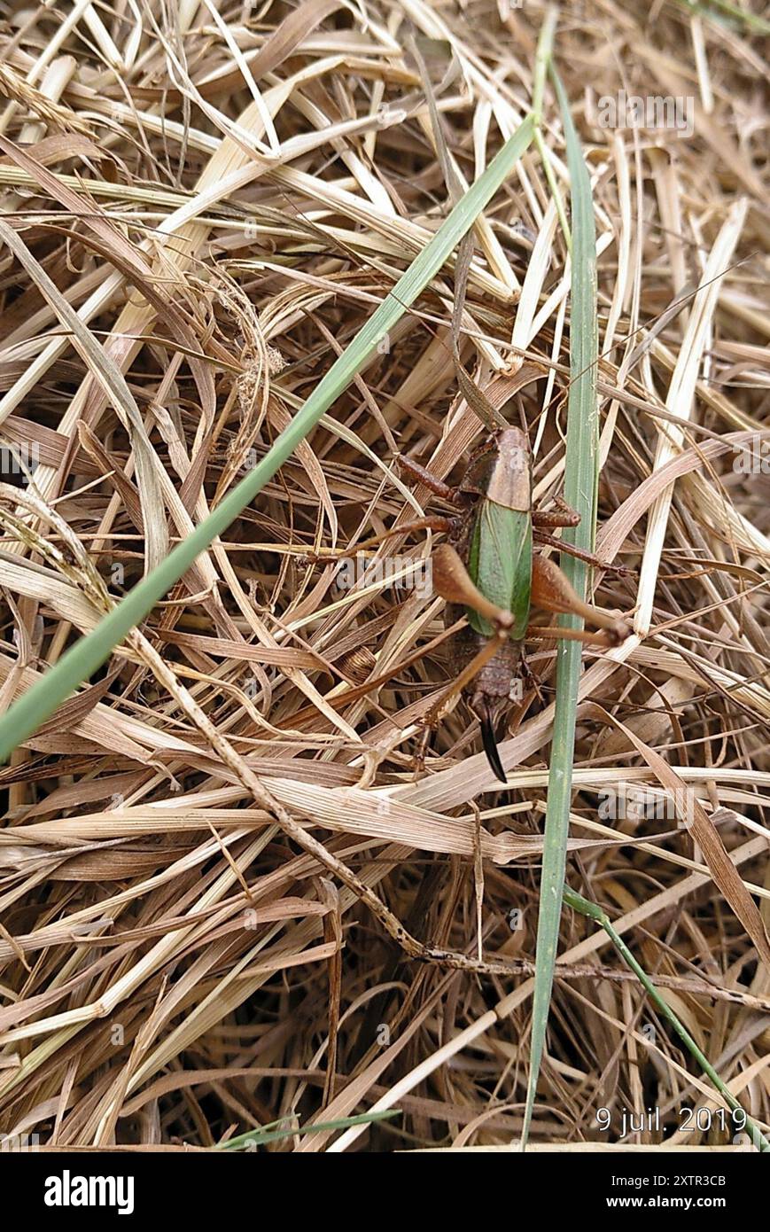 Basque Wide-winged Bush-cricket (Zeuneriana abbreviata) Insecta Stock ...