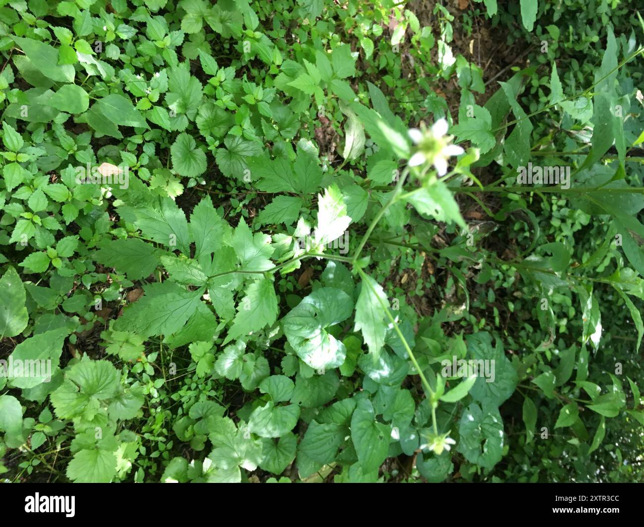 white avens (Geum canadense) Plantae Stock Photo - Alamy