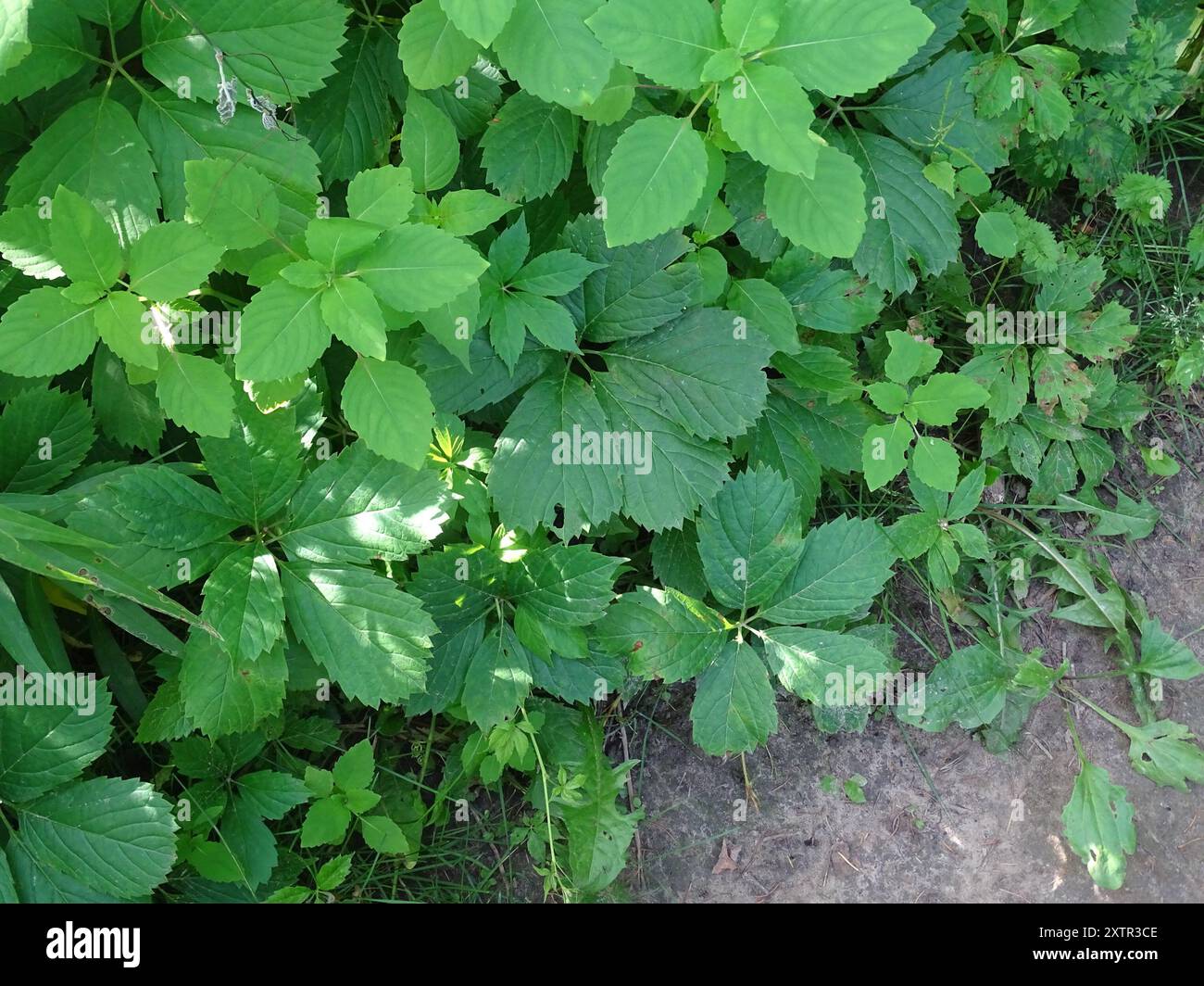 thicket creeper (Parthenocissus inserta) Plantae Stock Photo - Alamy